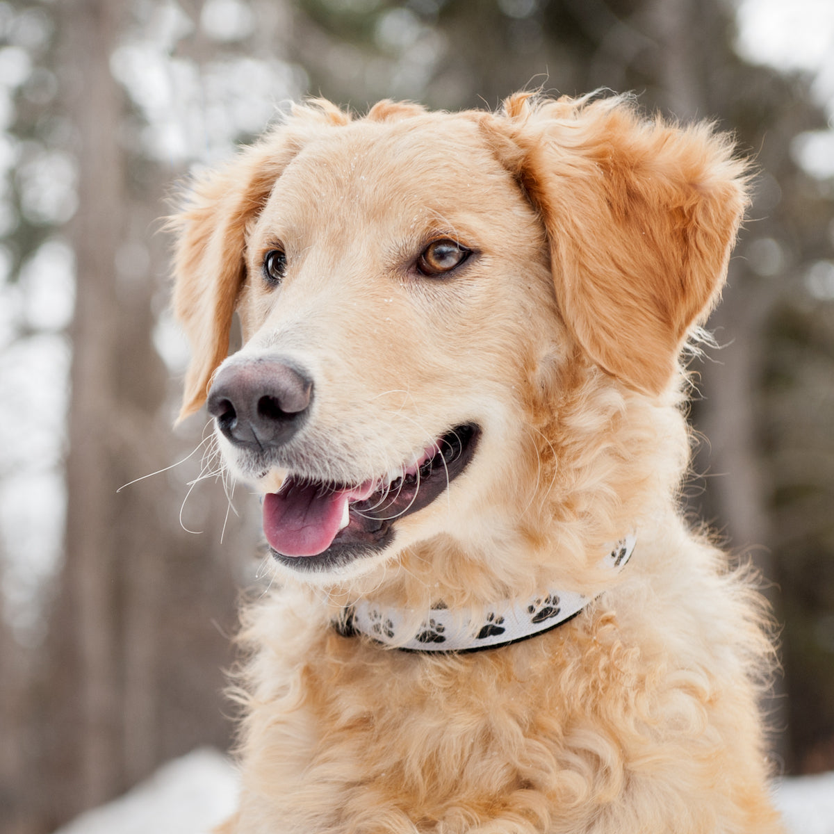 Paws For A Cause™ - Gallery