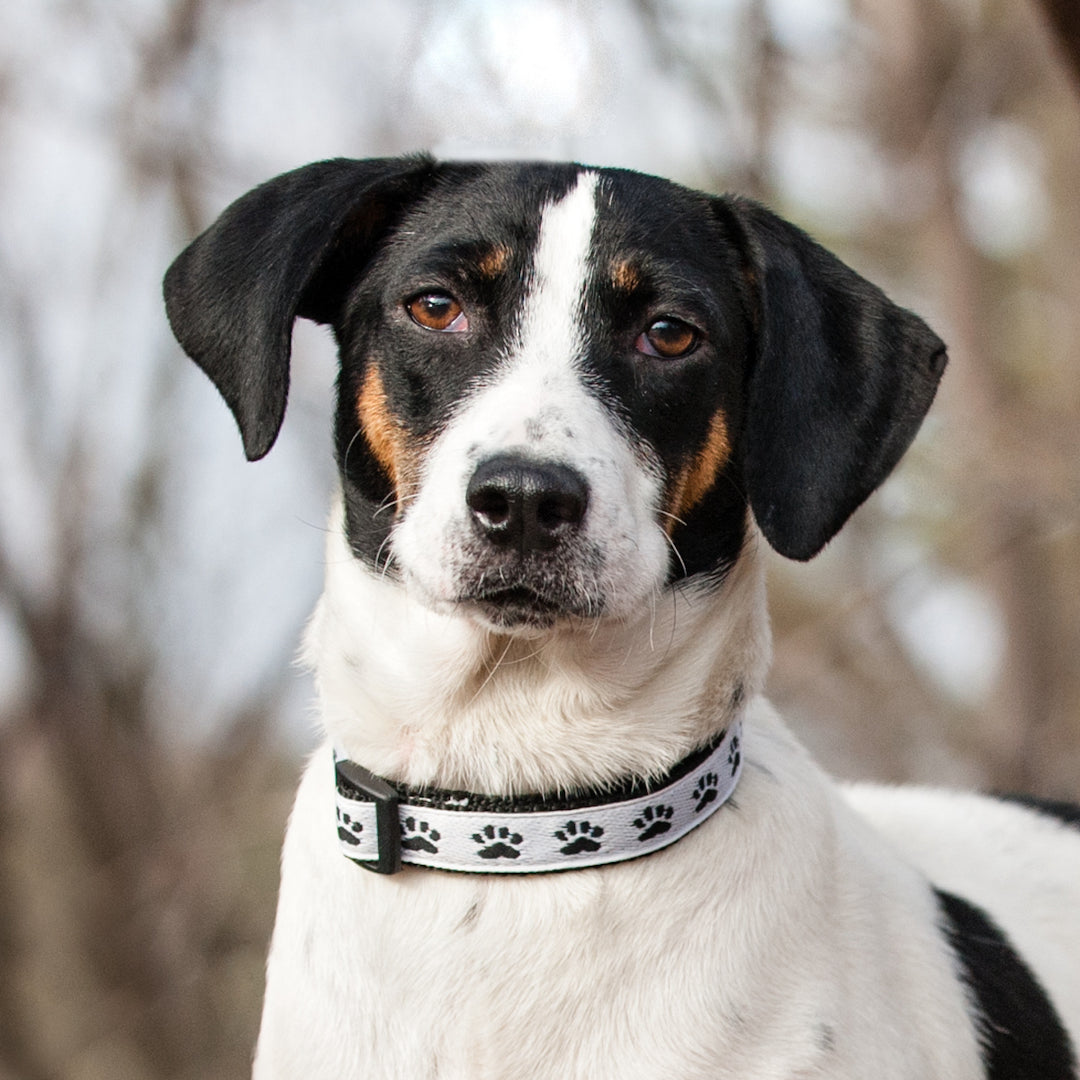 Paws For A Cause™ - Gallery