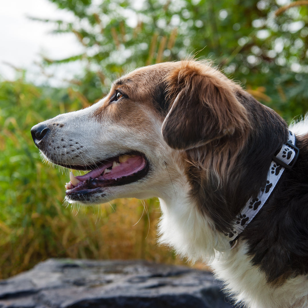 Paws For A Cause™ - Gallery