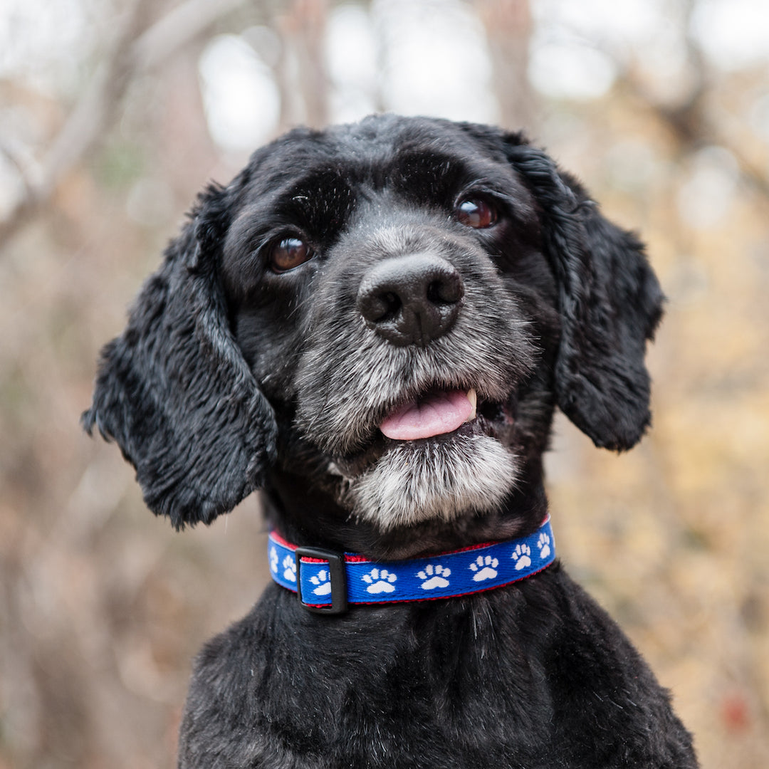 Paws For A Cause™ - Gallery