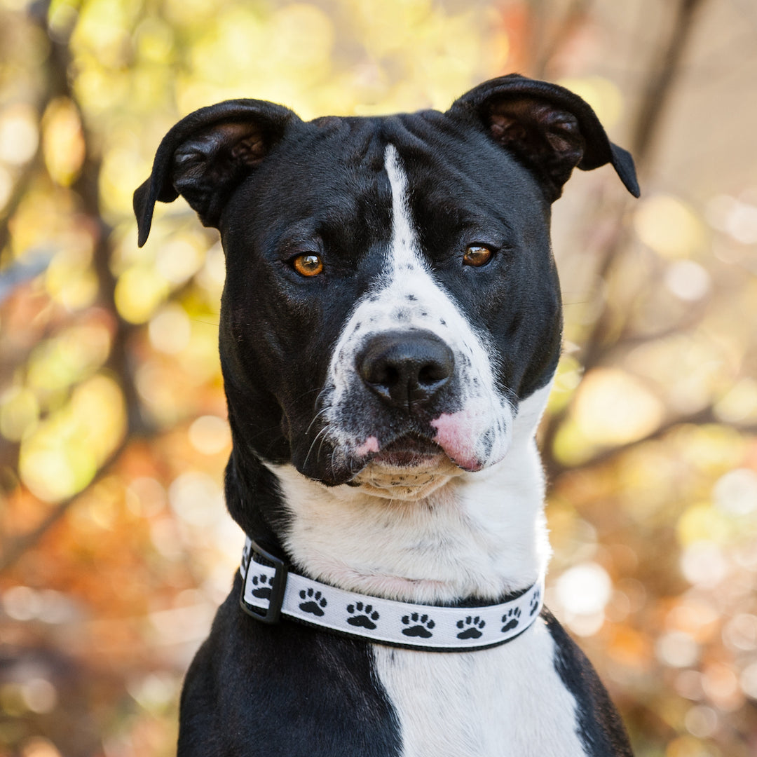 Paws For A Cause™ - Gallery