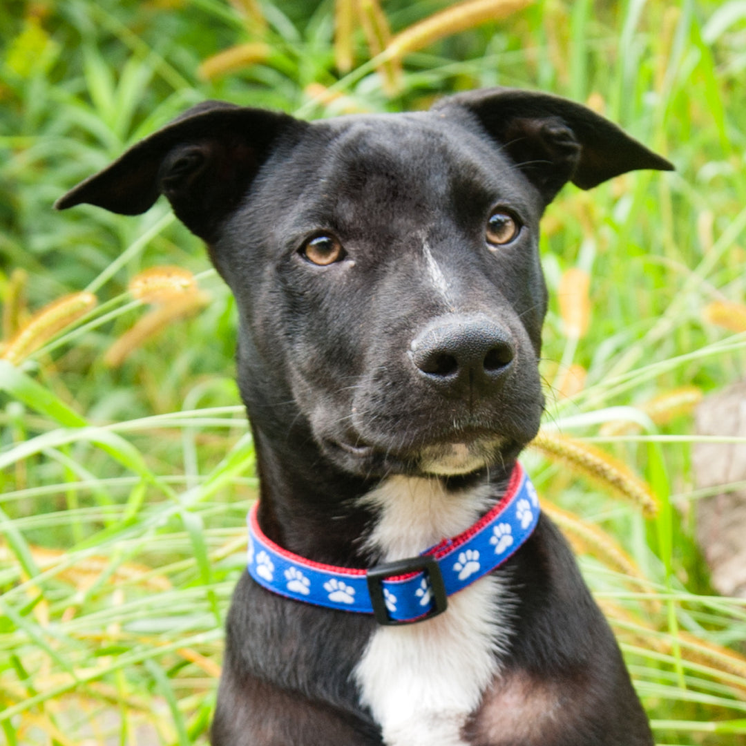 Paws For A Cause™ - Gallery