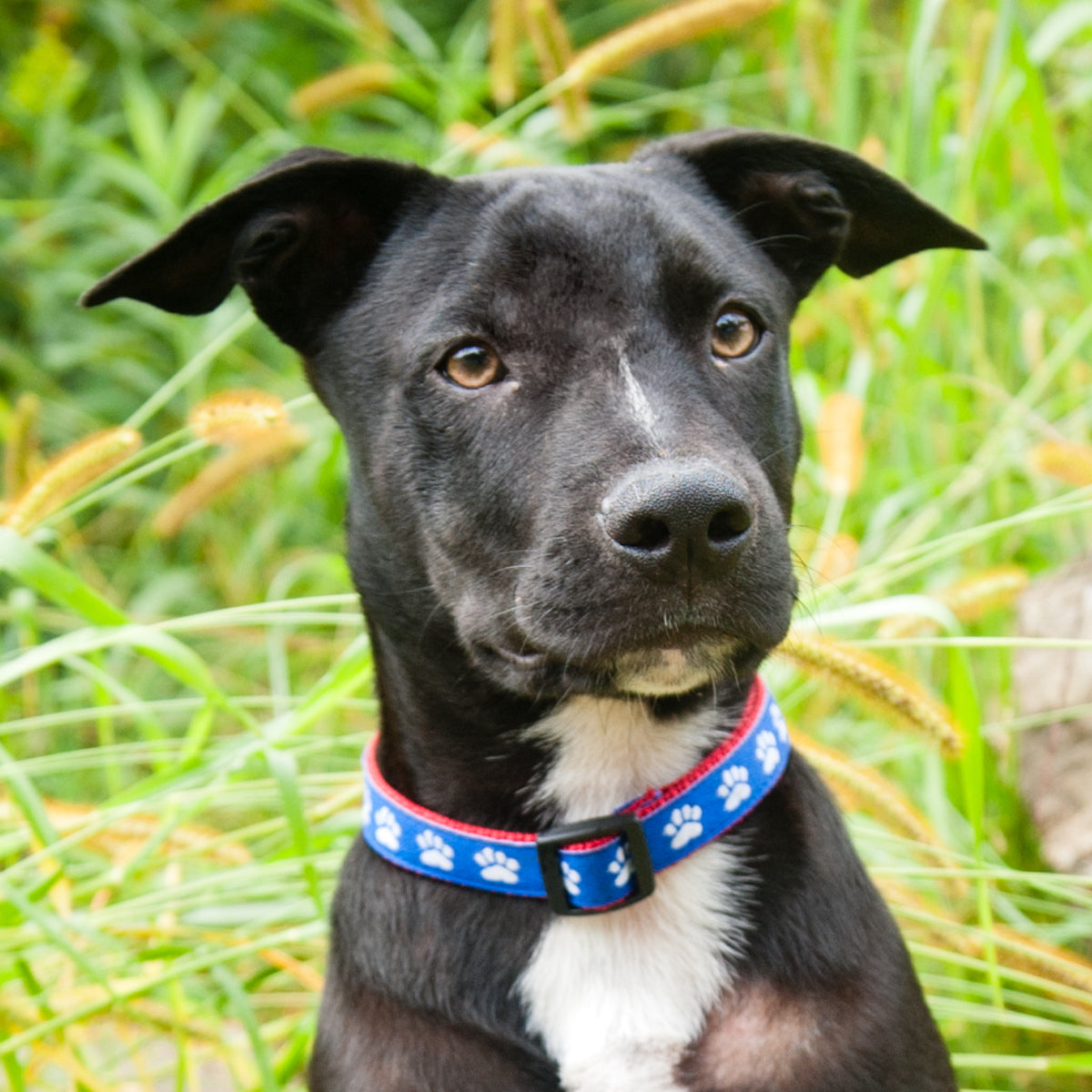 Paws For A Cause™ - Gallery