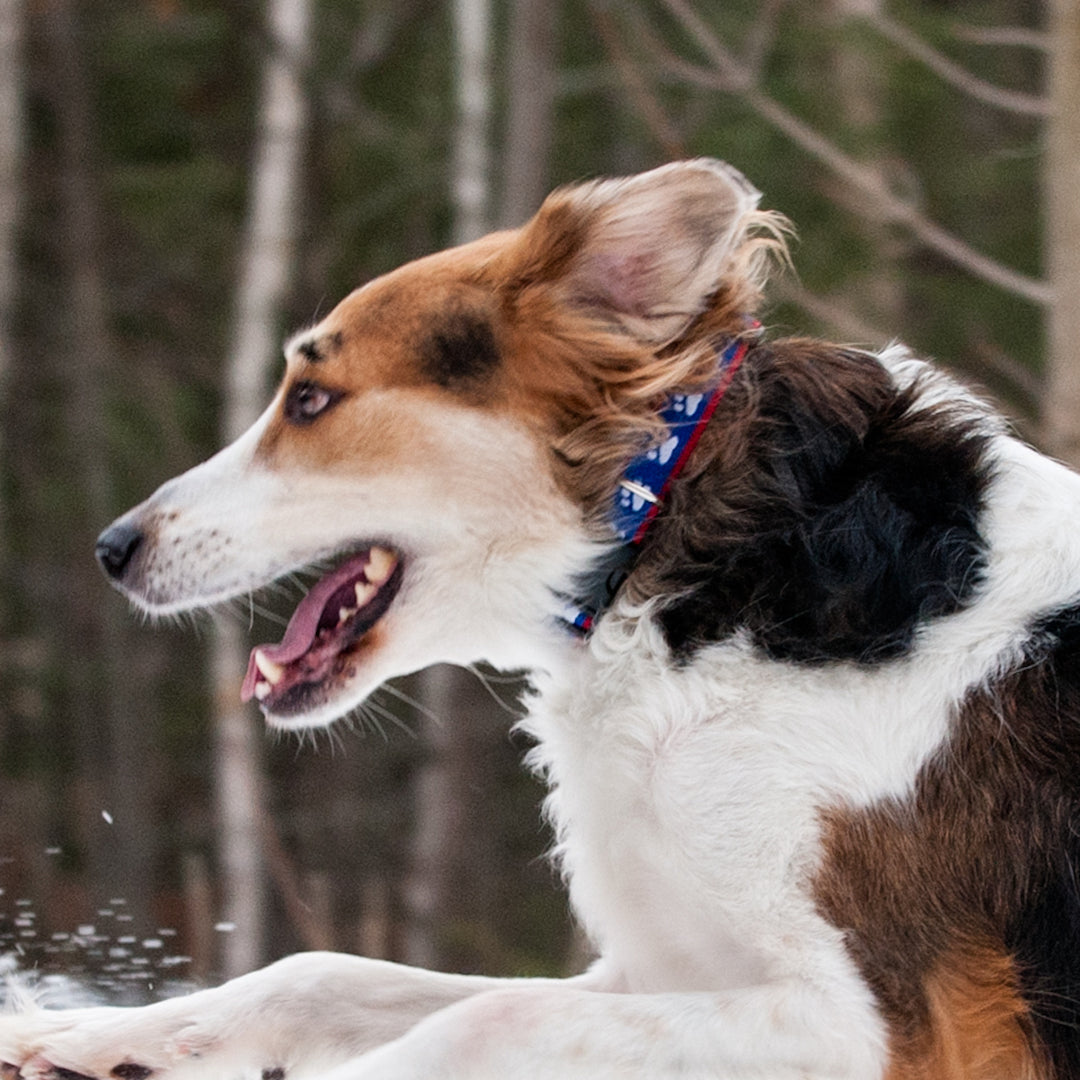 Paws For A Cause™ - Gallery