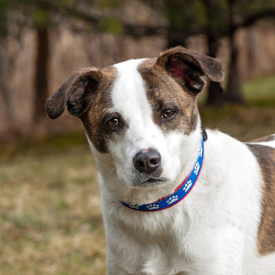 Paws For A Cause™ - Gallery