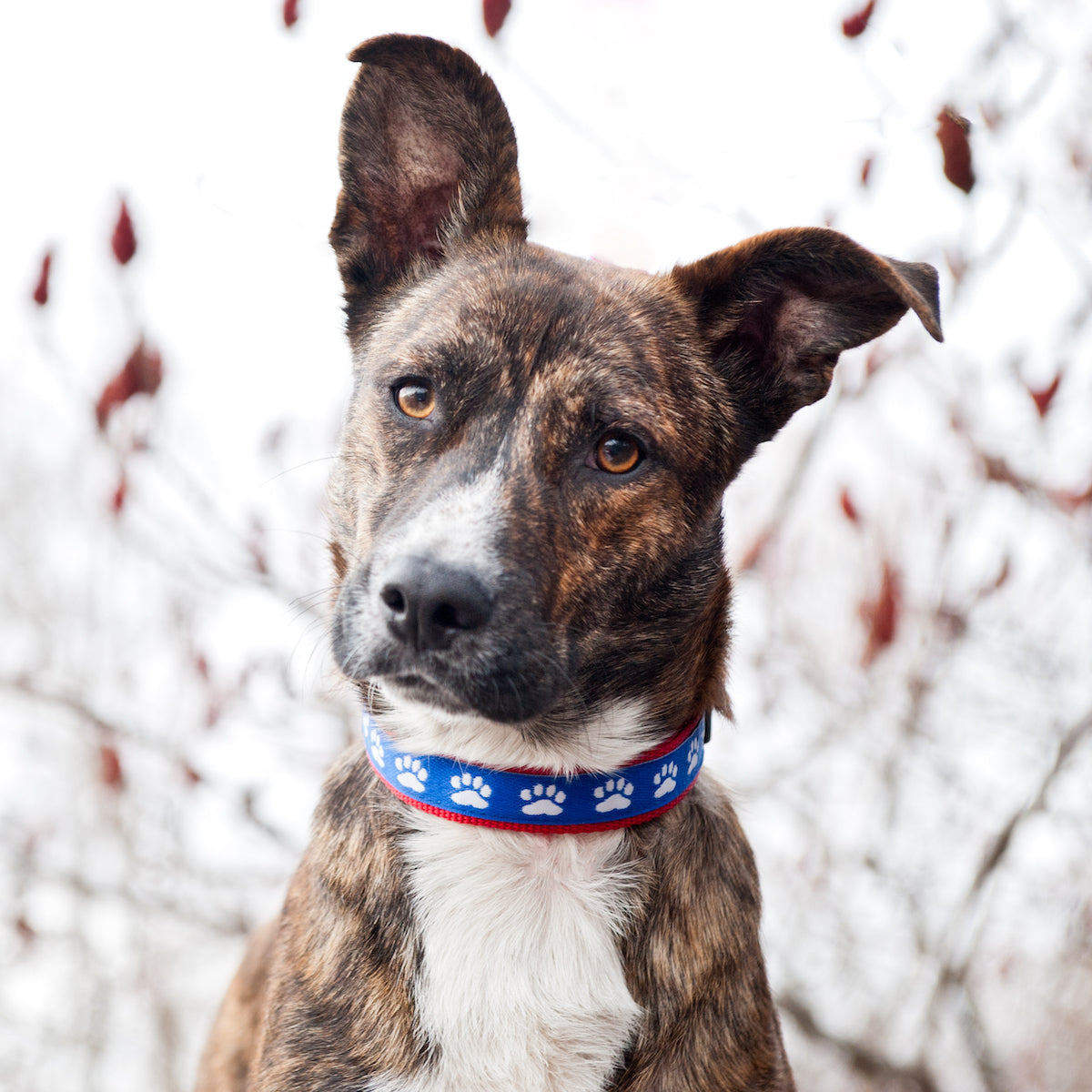 Paws For A Cause™ - Gallery