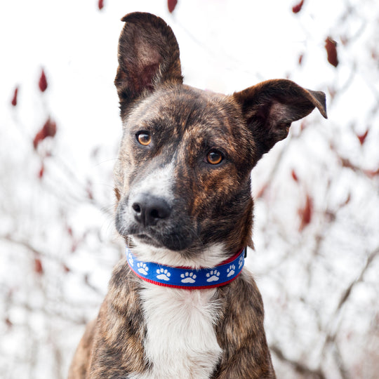 Paws For A Cause™ - Gallery