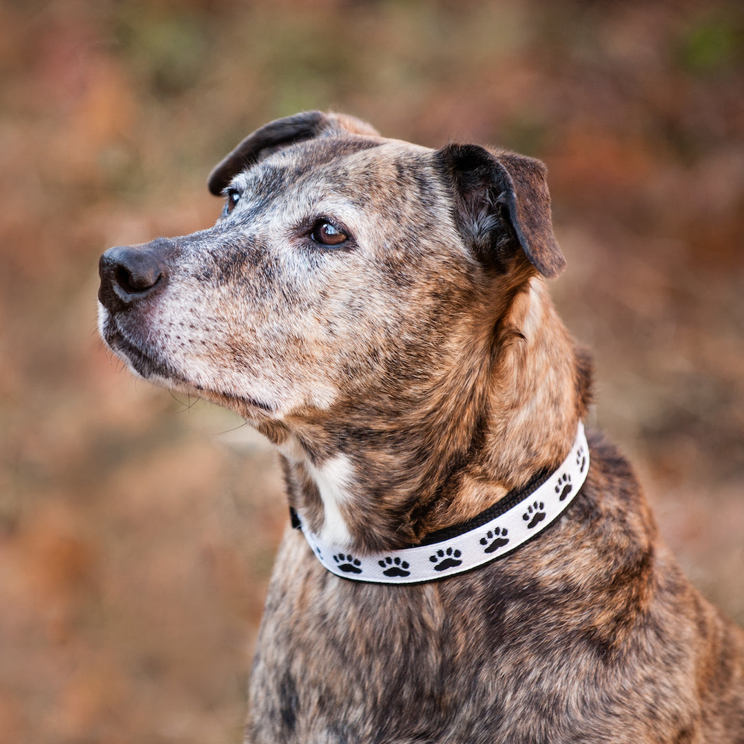 Paws For A Cause™ - Gallery