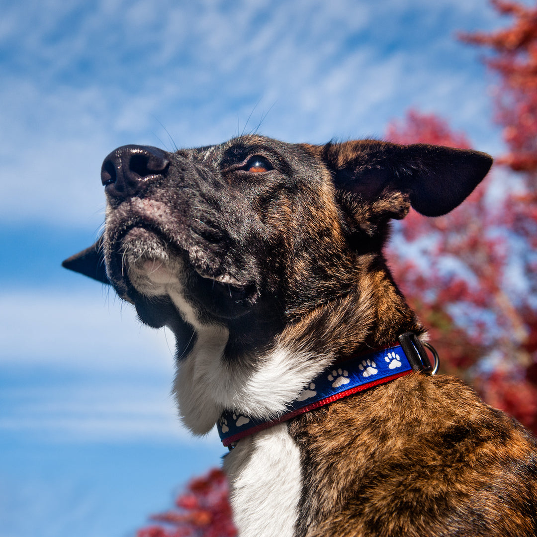 Paws For A Cause™ - Gallery