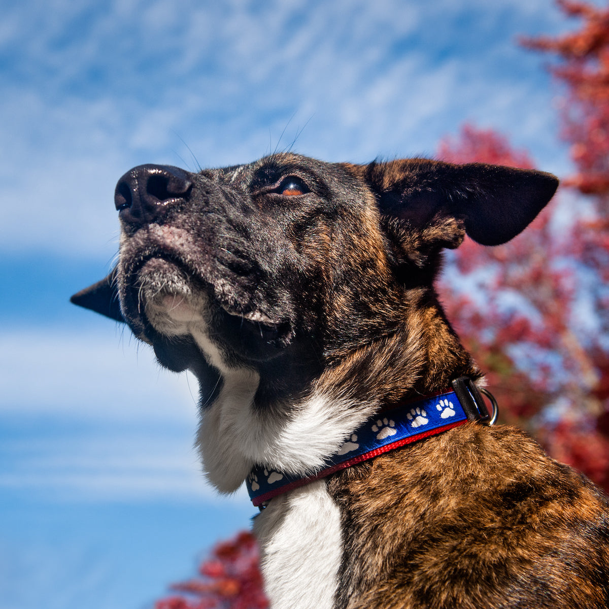 Paws For A Cause™ - Gallery