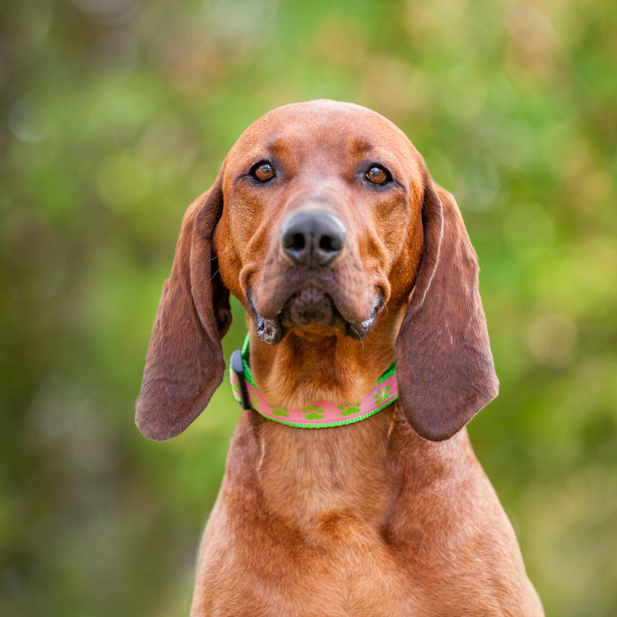 Paws For A Cause™ - Gallery