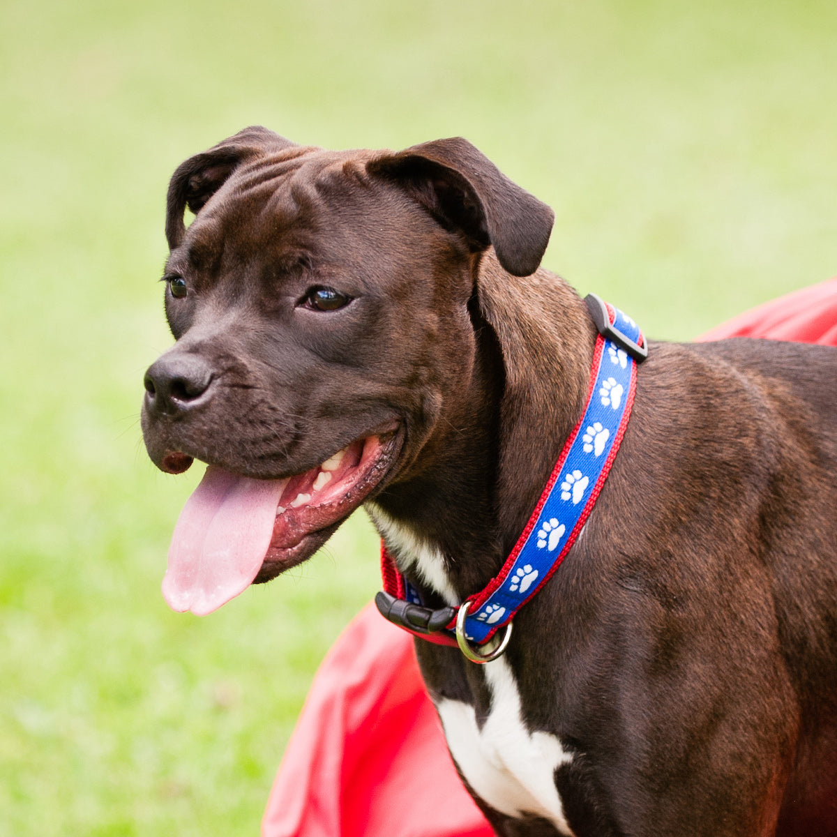 Paws For A Cause™ - Gallery