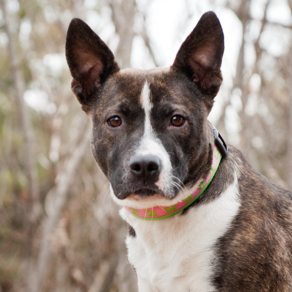 Paws For A Cause™ - Gallery